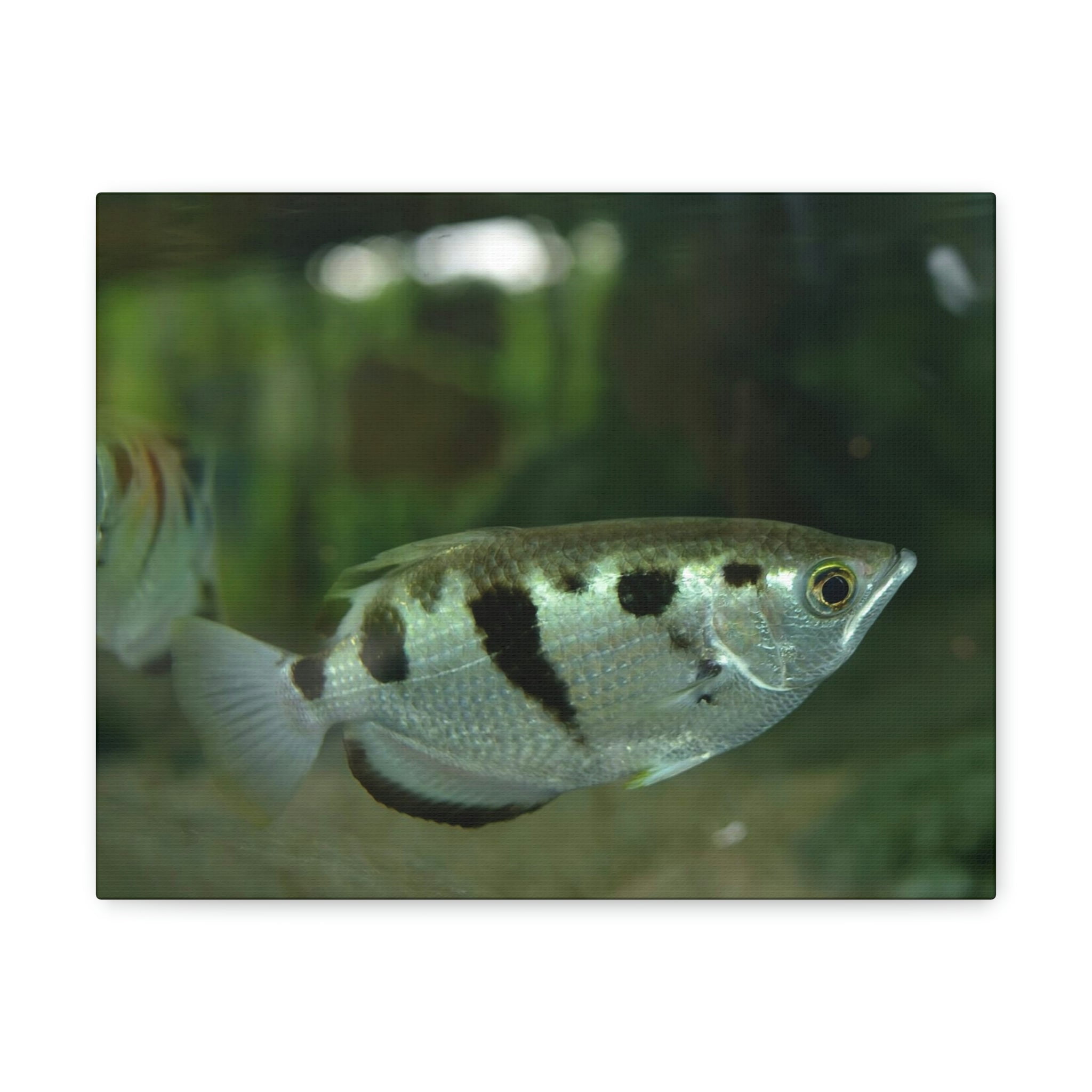 Archer Fish Hunting Archer Fish on Hunt Print Animal Wall Art Wildlife ...