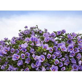 Regatta Lobelia Erinus Sky Blue Flower Seeds, 200 Pack for Containers ...