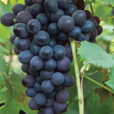 Van Zyverden Grapes Niagara Set of 1 Plant Green Full Sun Deer ...