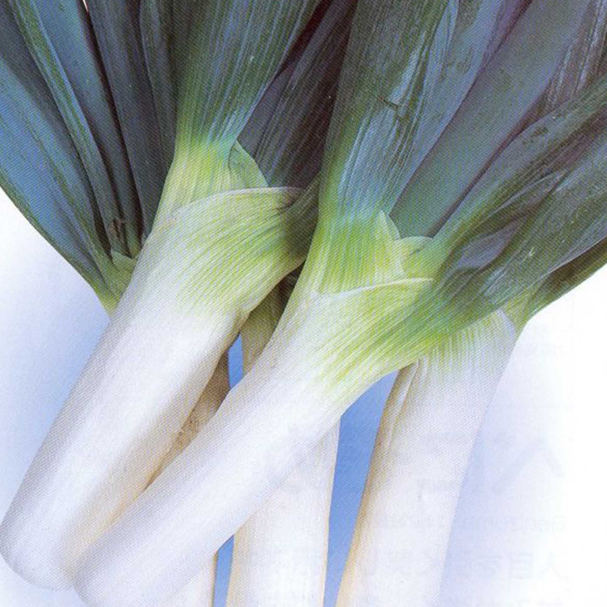 Onion Seeds - Bunching - Shimonita Negi - 3 g Packet ~1404 Seeds - Non ...