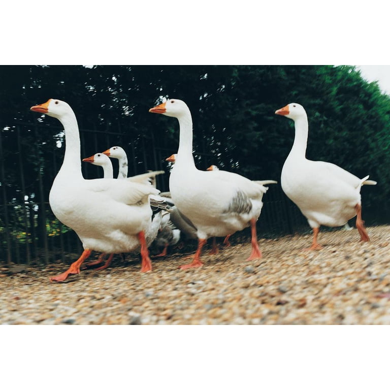 Geese Austin