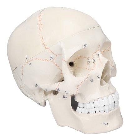 Human Skull Anatomical Model, Wear Resistance Skull Model Life Size For ...