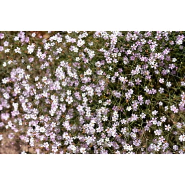 100 PINK FAIRY PRIMROSE Primula Malacoides Baby Primrose Shade ...