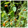 Everwilde Farms - 25 Spotted Touch Me Not Wild Garden Flower Seeds for ...