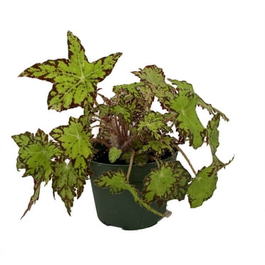 "Amethyst Falls Wisteria Vine - Live Plant with Real Flowers, Freshly ...