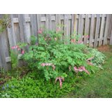 10 BLEEDING HEART - PINK Old Fashioned Dicentra Formosa Shade Flower ...