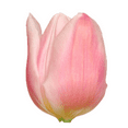 Gifts In Bloom 6IN Pink Tulip Live Plant in Decorative Pot, Indirect ...