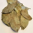 Walmart Graviola Soursop Tea Mega Pack - 100 Bags with Dried Leaves in ...
