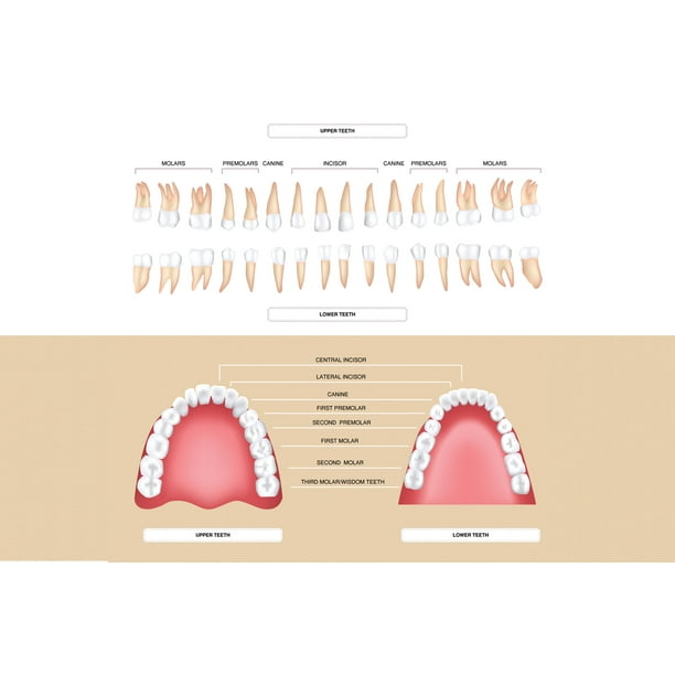 Dental Chart Wall Art Poster Dental Office Decor Nursing School ...