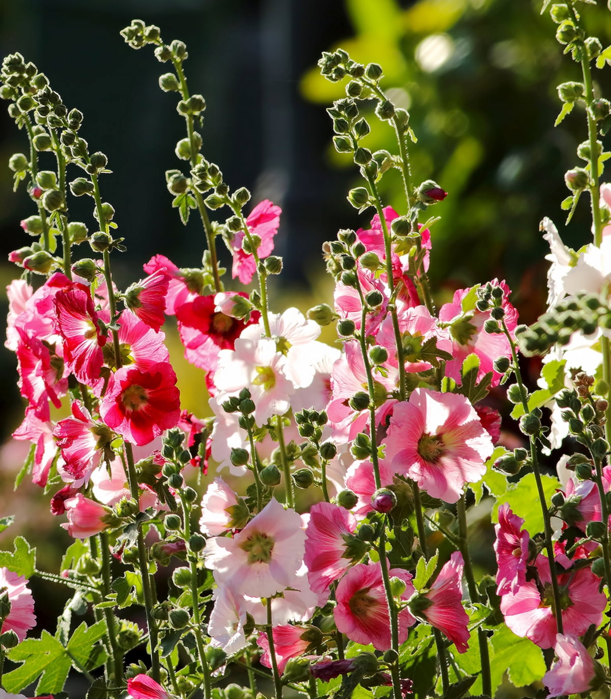 Earthcare Seeds - Hollyhock Indian Spring Mix 150 Seeds (Alcea Rosea ...