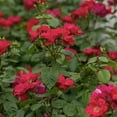Red Freedom Shrub Rose - Live 4 In. Potted Plant for Outside, Ideal for ...