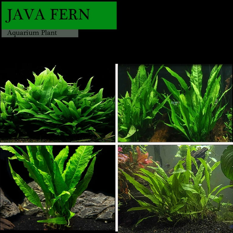 Java Fern