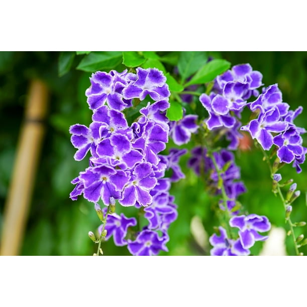 10 GOLDEN DEWDROP Duranta Erecta Repens Golden Foliage Blue Violet ...