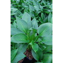 3 First Frost Hosta Bareroot Plants - Walmart.com