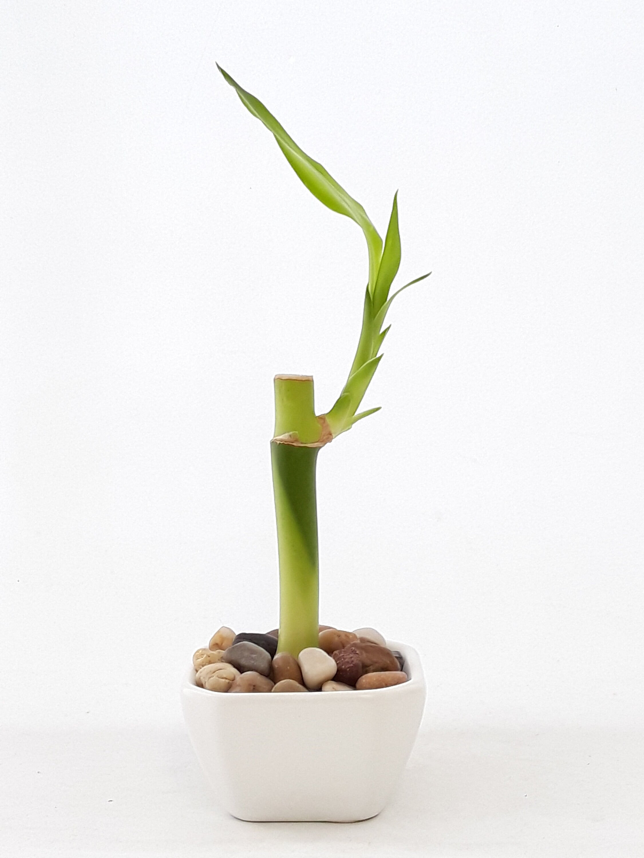 Single Bamboo Plant