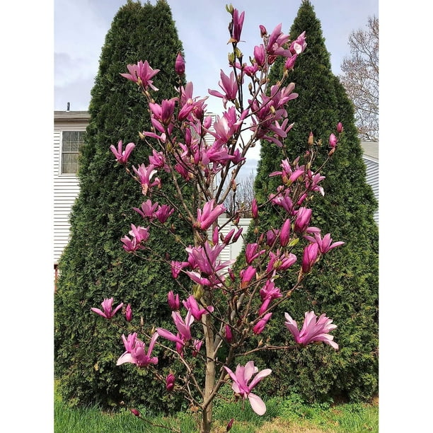 Plant Magnolia Tree Plant Magnolia Tree