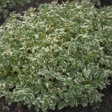 Bareroot Sanguisorba Little Angel Variegated Burnet Live Perennial ...