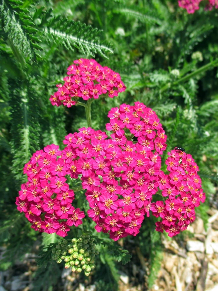 New Vintage™ Rose Yarrow - Achillea - Sun Lover - Gallon Pot - Walmart.com