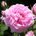 Heirloom Roses Live Real Flowers - Comte de Chambord Portland Rose Bush ...