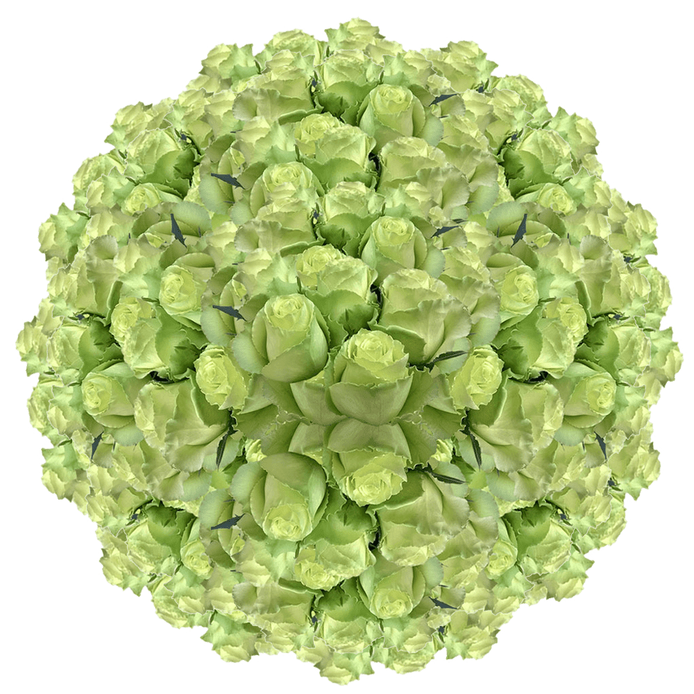400 Stems of Solid Green Roses- Fresh Flower Delivery - Walmart.com