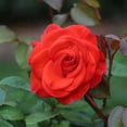 Heirloom Roses - Smokin’ Hot™ Hybrid Tea Rose Plant , Repeat Blooming ...