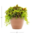 Better Homes & Gardens 2.5gal Multicolor Coleus Lysimachia Live Annual ...