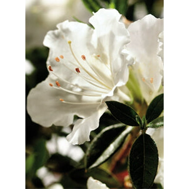 Encore Azalea 3 Gallon