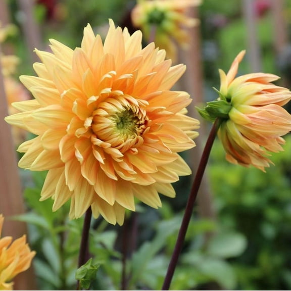 3 Dahlia "My Love" Tubers for Planting (3 Large Tubers) - Walmart.com