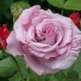 Heirloom Roses - Neptune™ Hybrid Tea Rose Plant - Lavendar Colored Rose ...