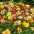 Dwarf Reblooming Daylily Mixture Dormant Bare Root Perennial Starter ...