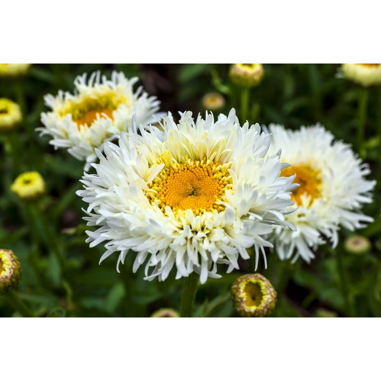Yellow Shasta Daisy