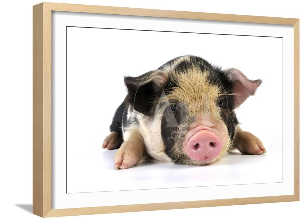 Pig 2 Week Old Kune Kune Piglet, Animals Scenic Framed Art Print Wall ...