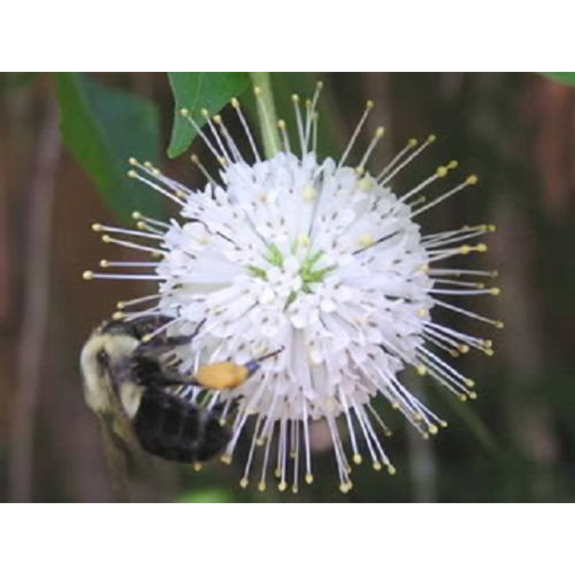 Click here for Seedville Usa 50 Buttonbush / Honeyball Cephalanth... prices