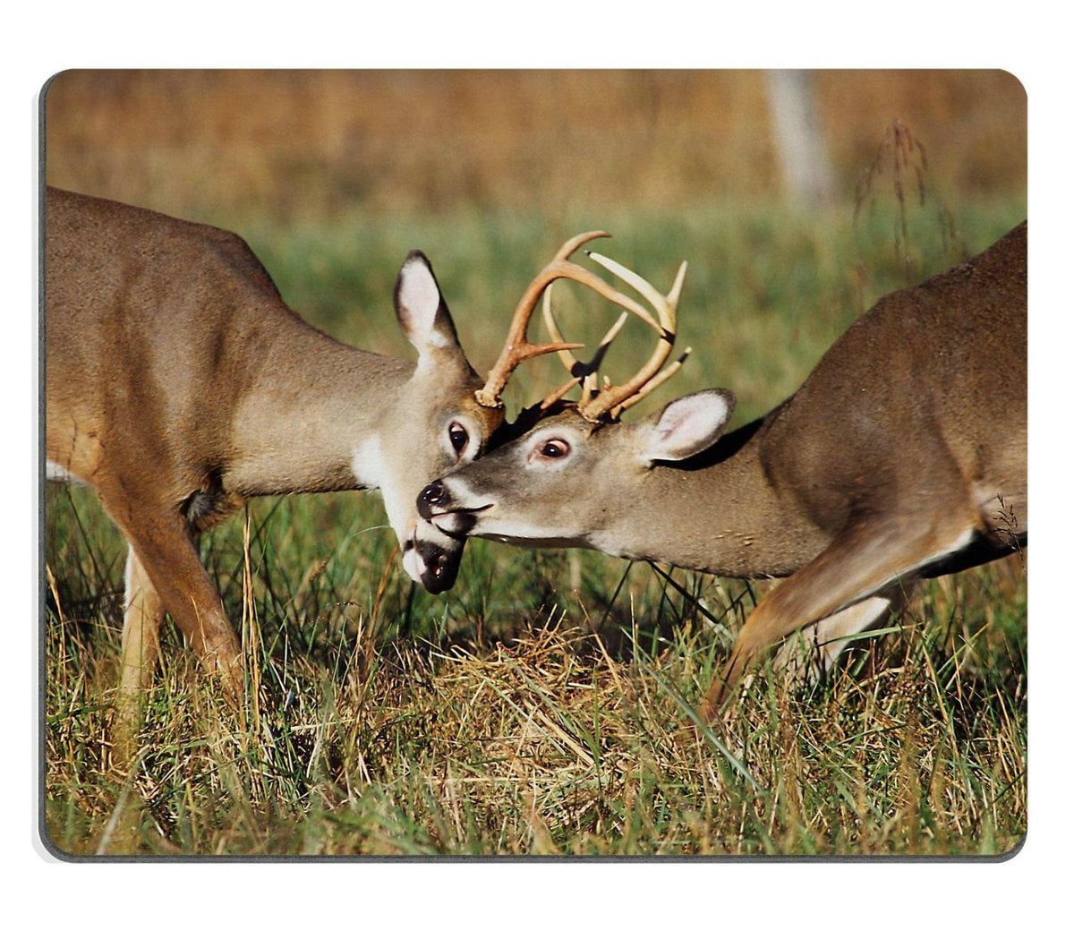 POPCreation A pair of White Tailed Deer bucks sparring Mouse pads ...