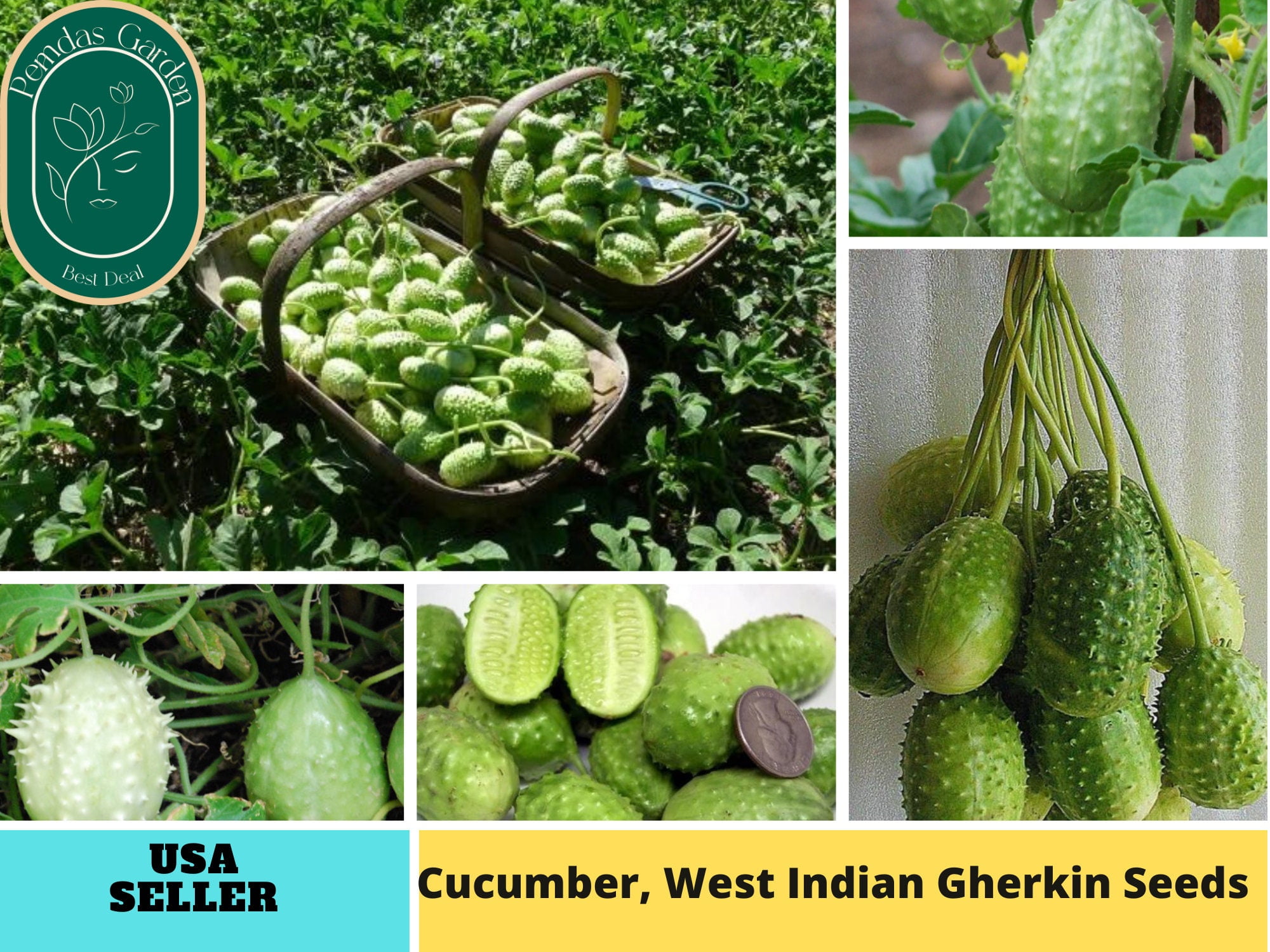 35 Seeds| Cucumber Seeds, West Indian Gherkin - Authentic Seeds~GMO ...