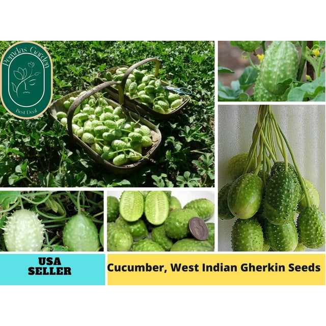 35 Seeds| Cucumber Seeds, West Indian Gherkin - Authentic Seeds~GMO ...