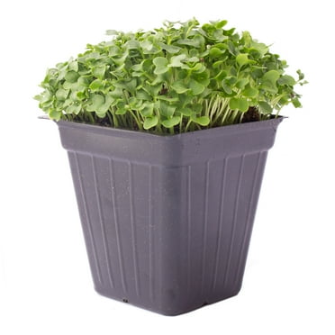 Sango Purple Radish Microgreens Seeds - 1 Oz - Purple Leaves - Non-GMO ...