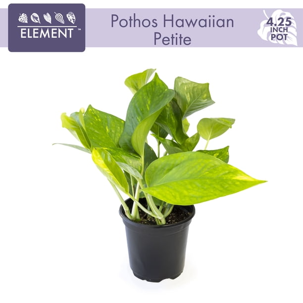 Silver Leaf Pothos