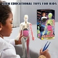 Human Body Model for Kids, 35 Piece Anatomy Figure, Learning Toys for 6 ...