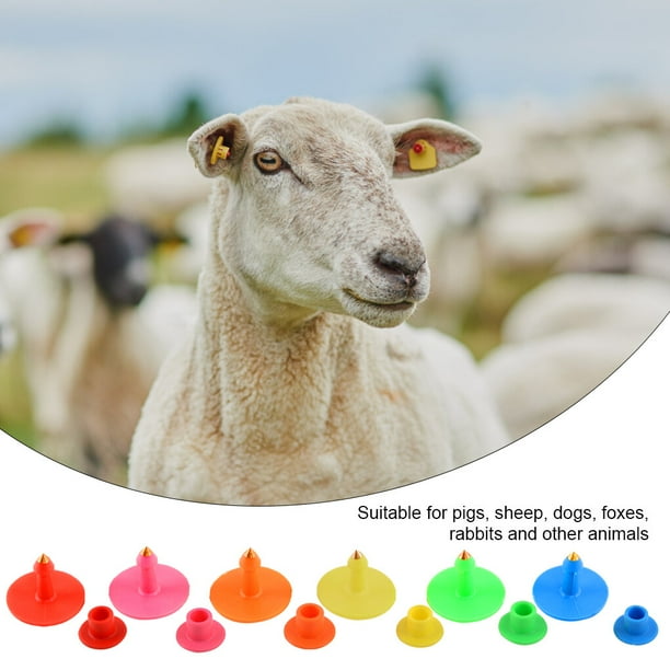 kurtrusly 100pcs Sheep Goat Ear Tag Lightweight 6 Colour Animal ...