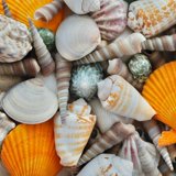 Mixed Seashells Assorted Rare Colorful Natural Mix Sea Shells Beach ...