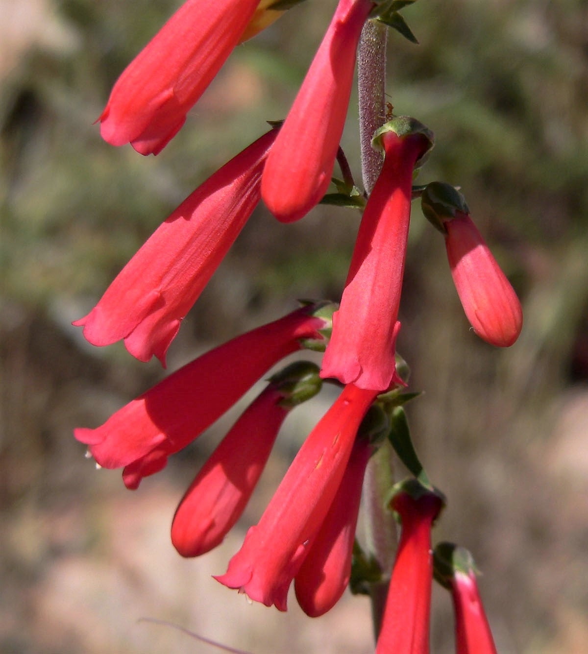 150 Eatons RED FIRECRACKER PENSTEMON Eatonii Native Hummingbird Flower ...