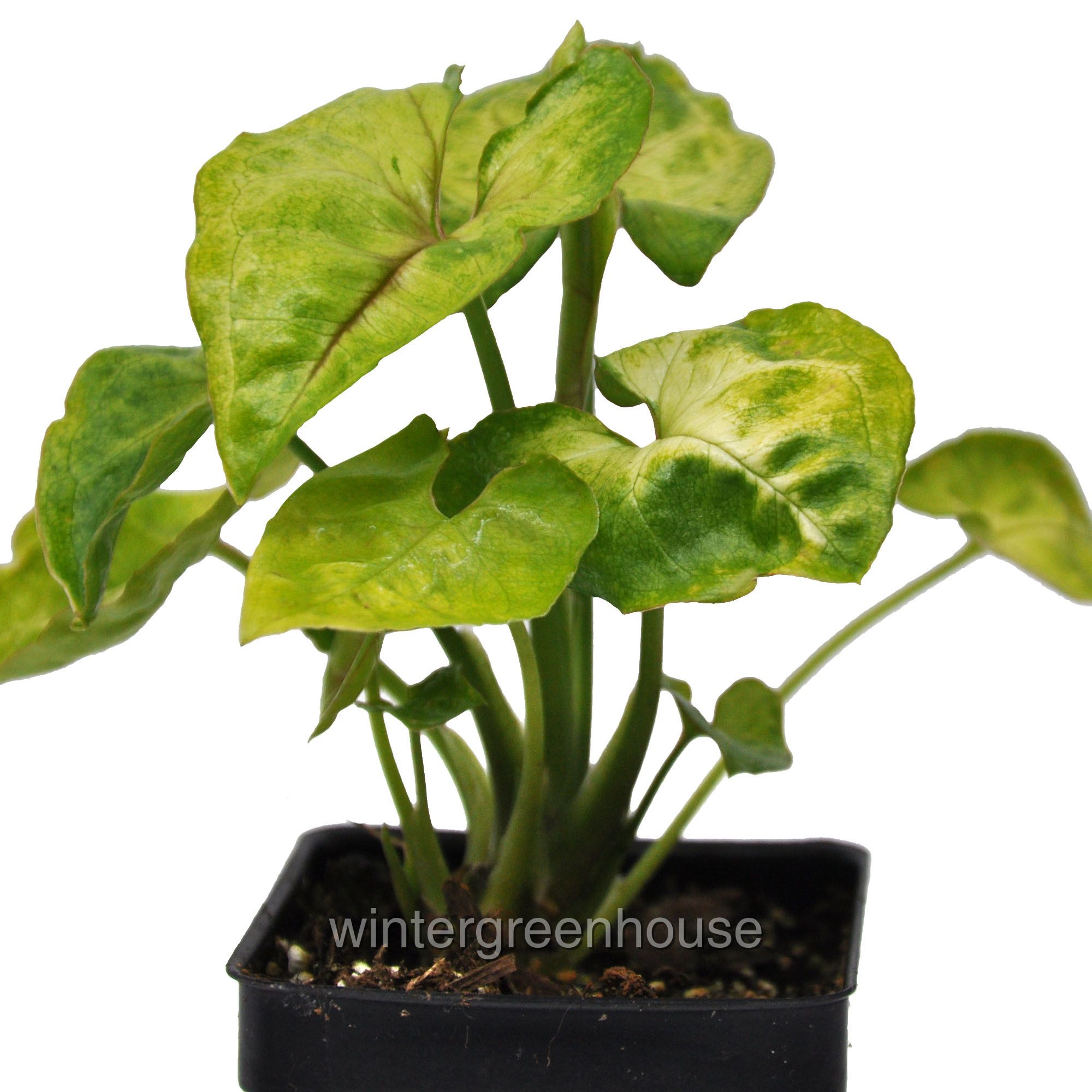 Syngonium Podophyllum, Gold Allusion, Arrowhead Plant - Pot Size: 3" (2 ...