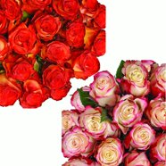 50 Stems of Red Roses- Beautiful Fresh Cut Flowers- Express Delivery ...