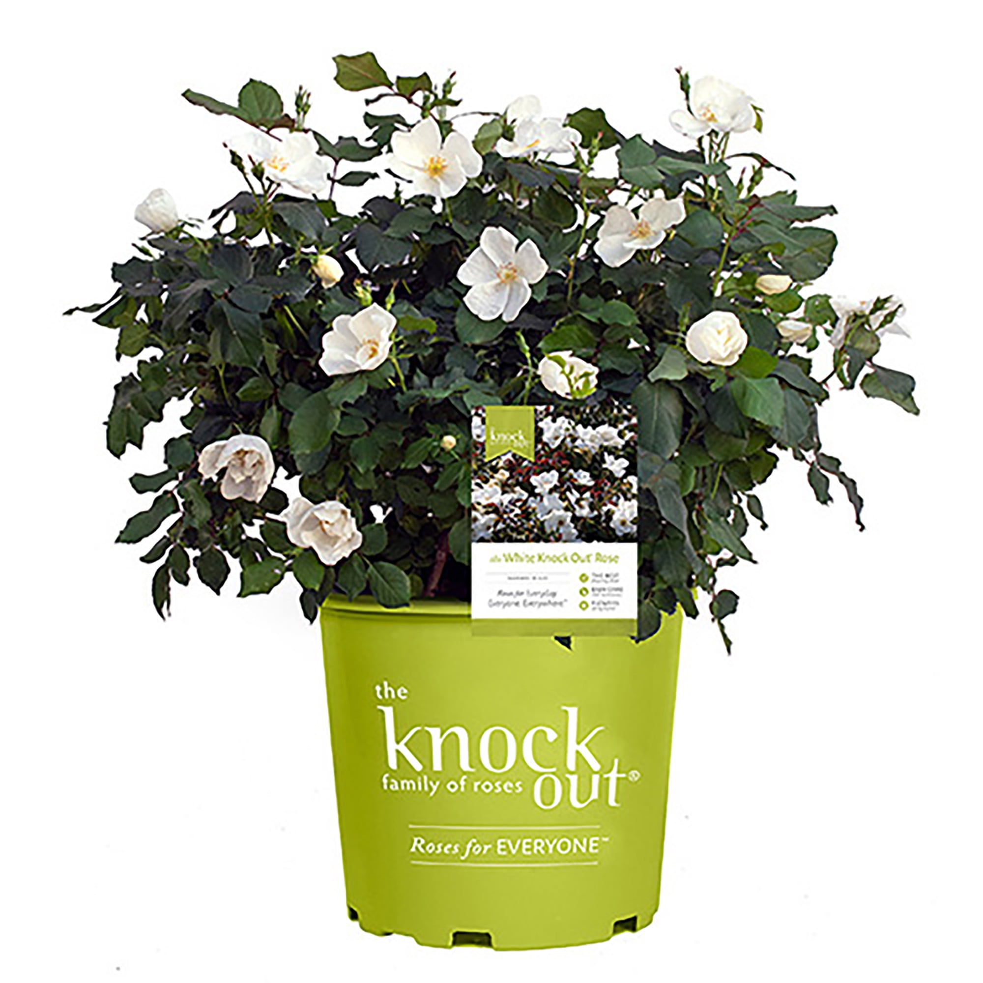 The White Knock Out® Rose Plant with Pure White Blooms 1 Gallon ...