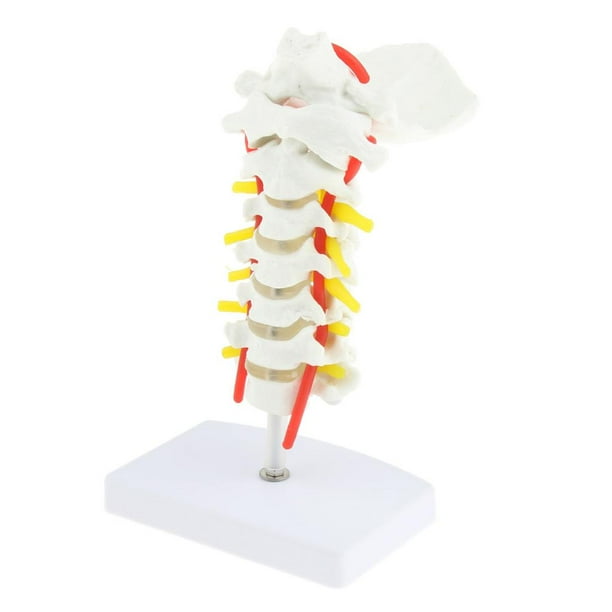 Cervical vertebra model Cervical Spine Model Human Skeleton Anatomical ...