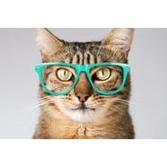 Grumpy Cat Go Away Funny Poster 22x34 - Walmart.com