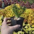 Albuca Spiralis, Frizzle Sizzle, Corkscrew Albuca - Pot Size: 3" (2.6x3 ...
