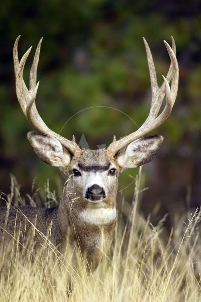 Mule Deer Buck, Animals Botanical Scenic Unframed Photographic Print ...