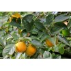 SEEDS = = Kadam Tree 20 Seeds -Orange Flowers sweet fragrance ...